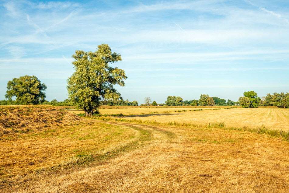 Verdroogd grasland aanpakken